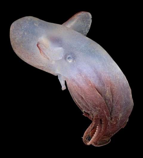 "Dumbo octopus discovered" - filming of deep-sea creatures on ...