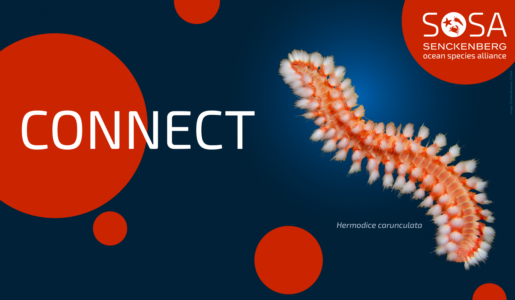 Connect | SOSA Project