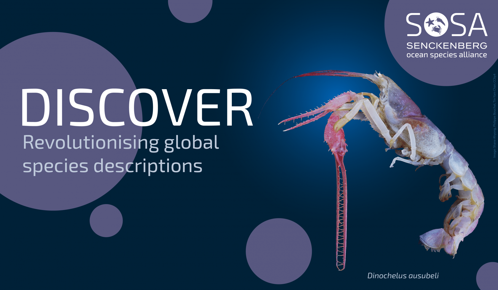 DISCOVER | SOSA Project