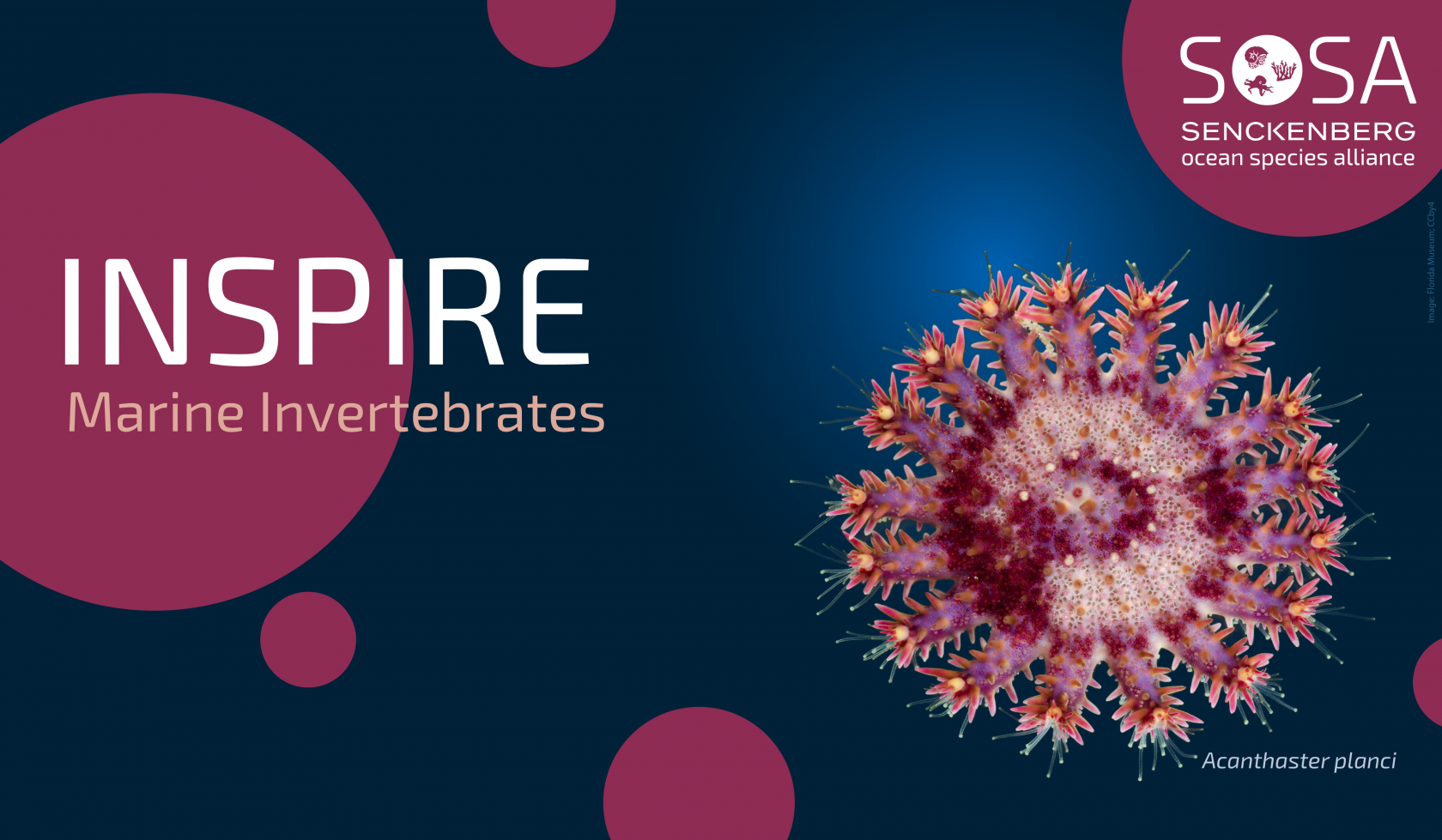 New Marine Invertebrates | SOSA Project