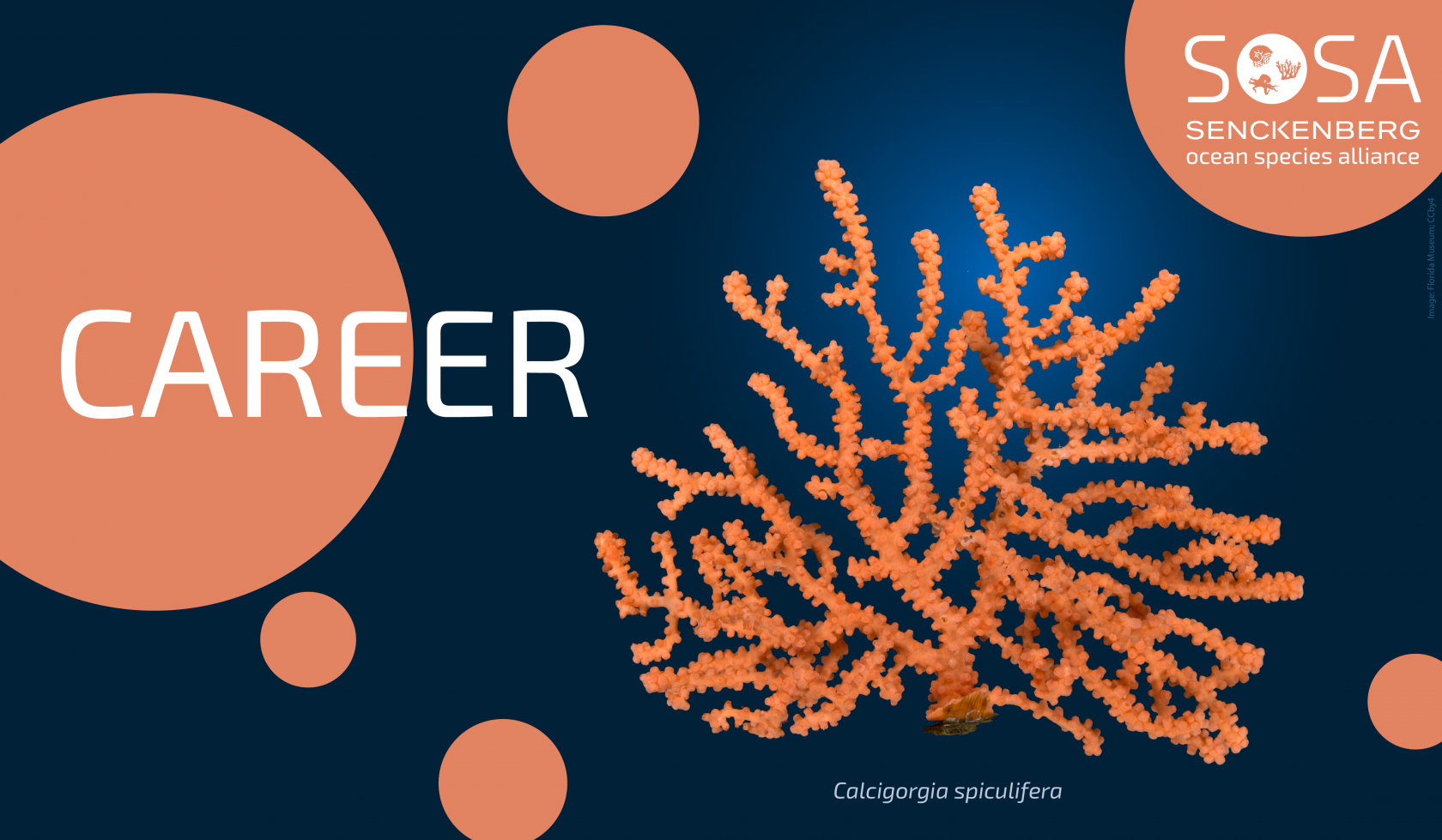 Career | SOSA Project