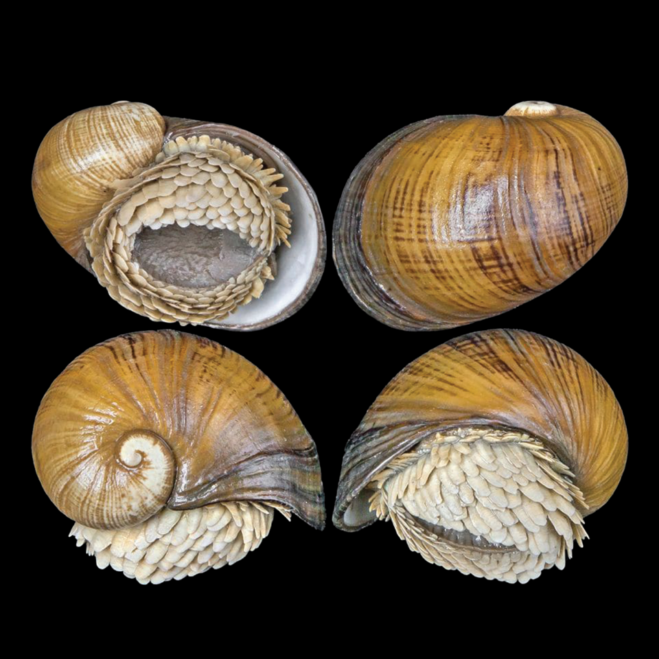 ScalyFoot Snail | SOSA Project