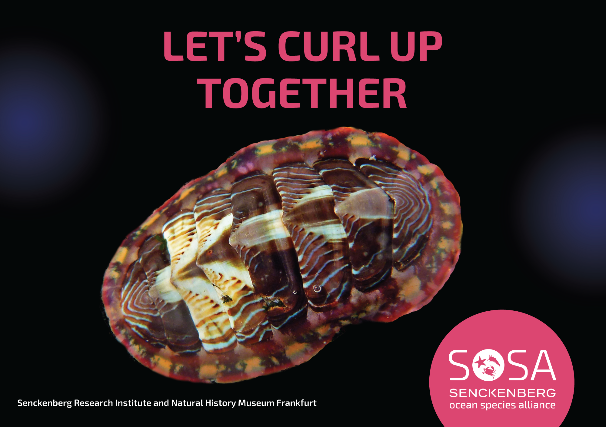 Chiton Billboard | SOSA Project