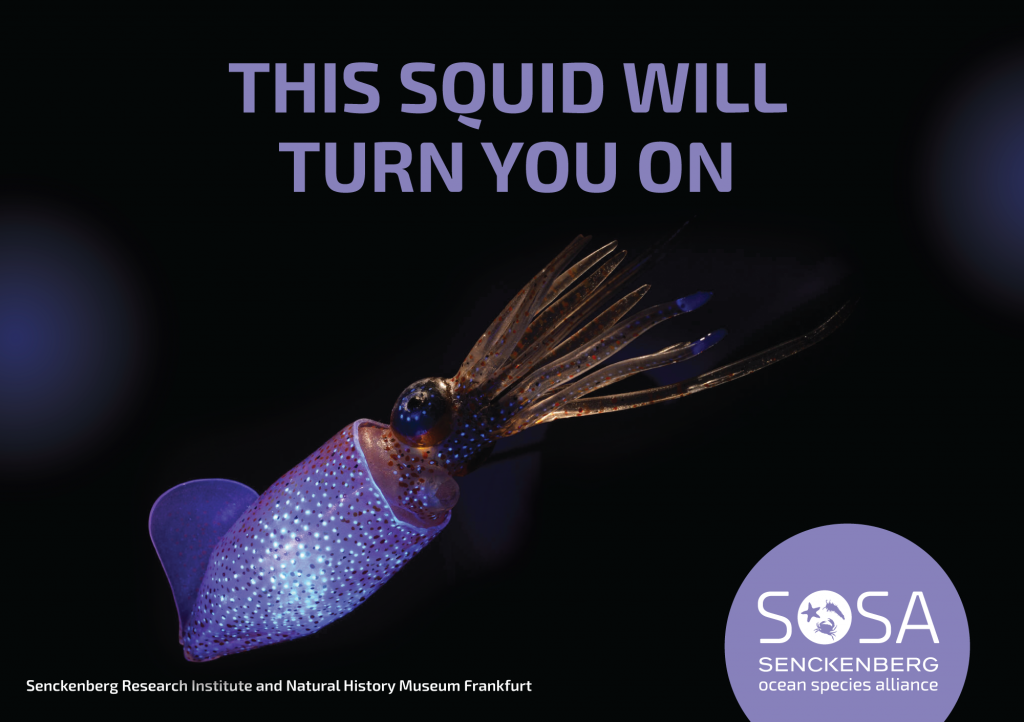 Squid-Billboard | SOSA Project