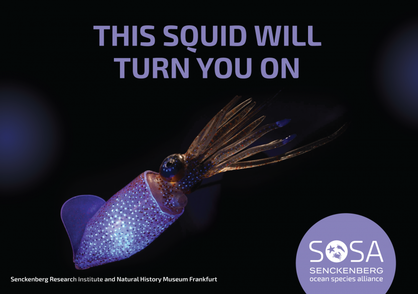 Squid-Billboard | SOSA Project