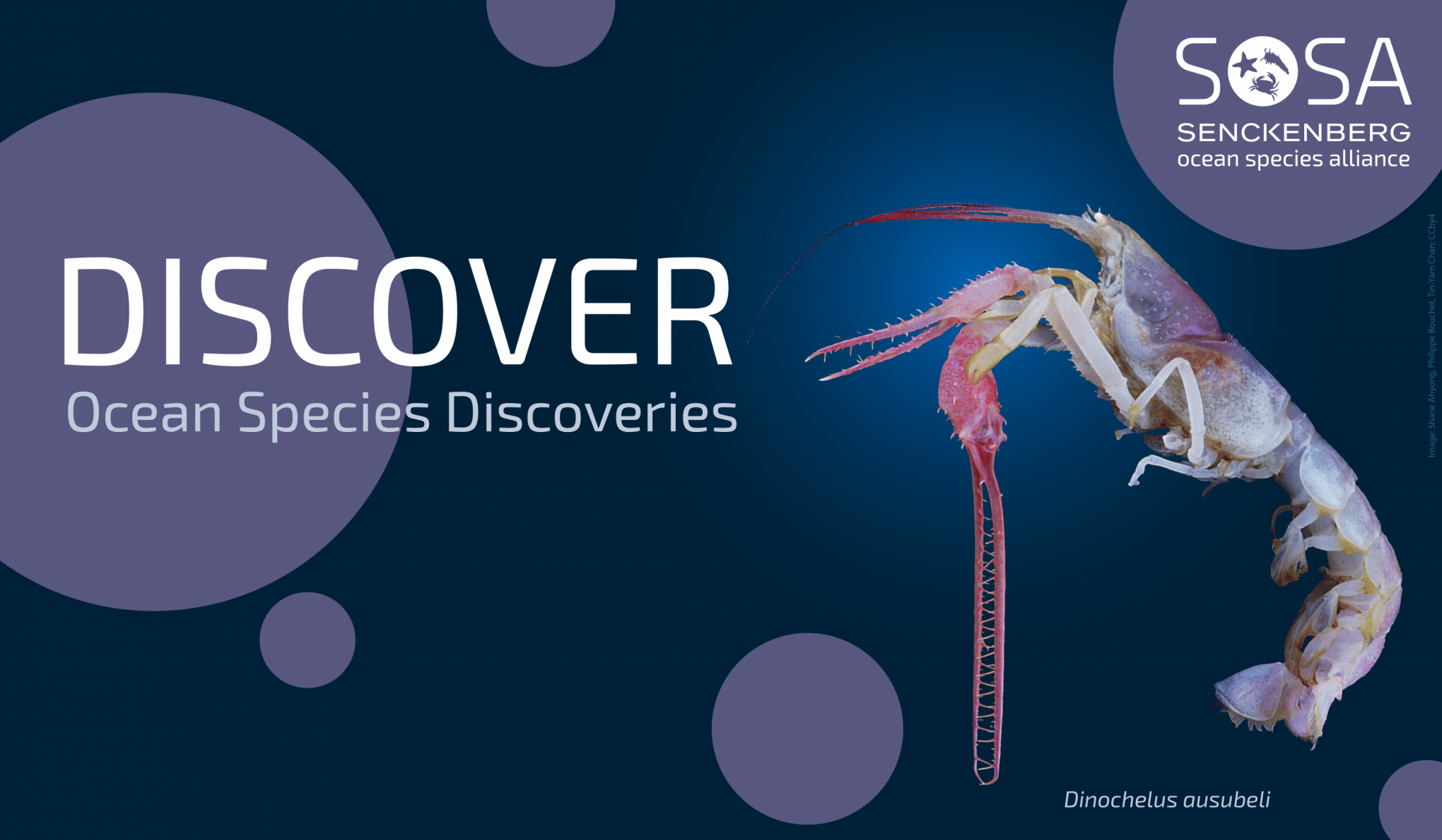 Ocean Species Discoveries | SOSA Project