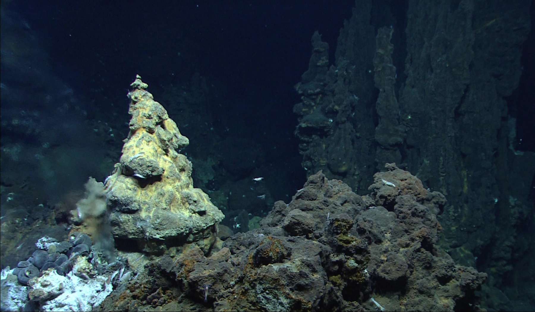 Hydrothermal Vent Species | SOSA Project