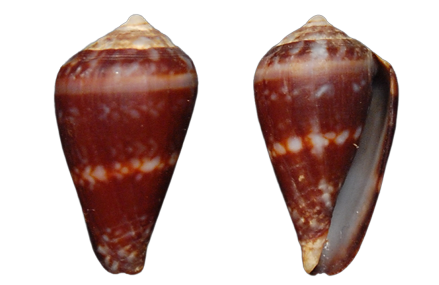 conus lugubris | SOSA Project