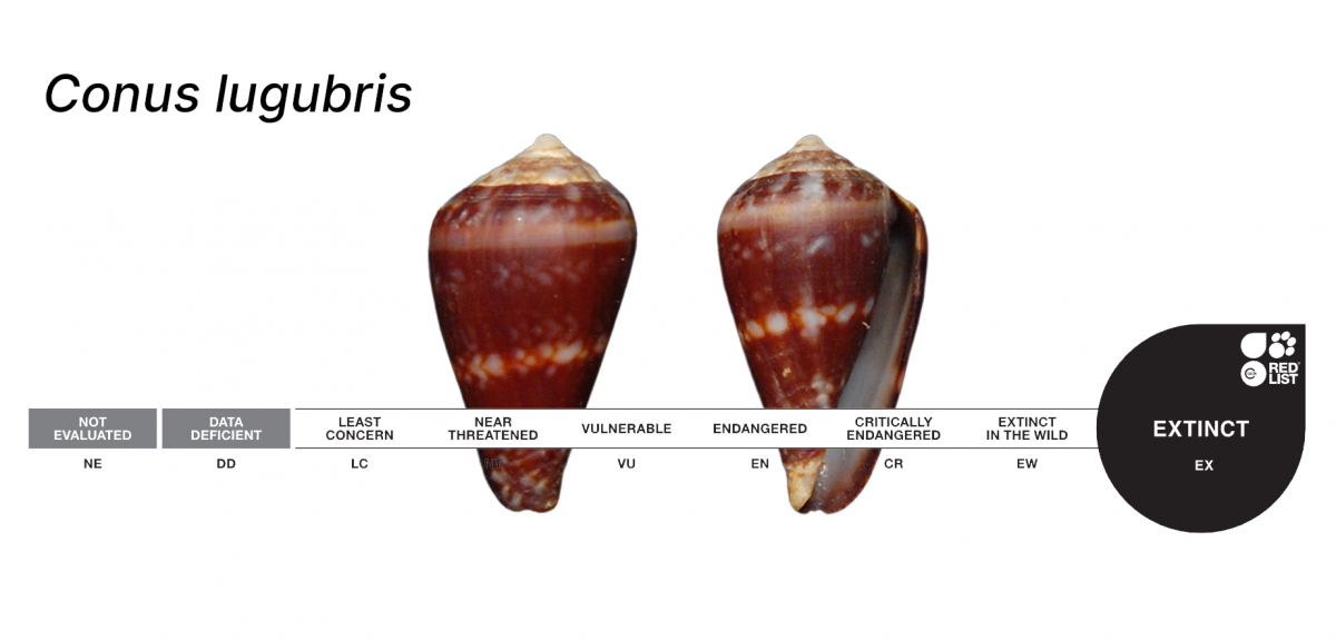 conus lugubris | SOSA Project